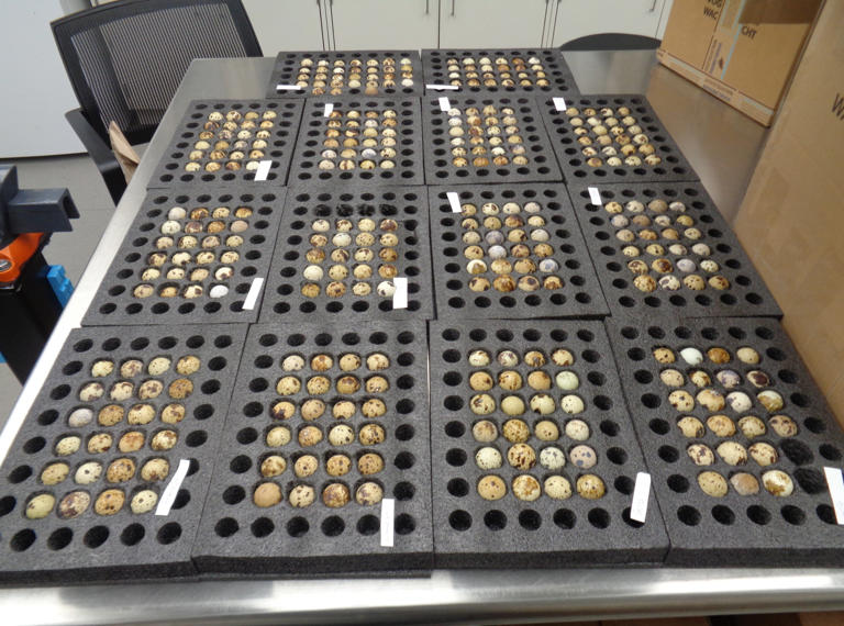 US Customs and Border Protection seizes over 300 hatching eggs in ...