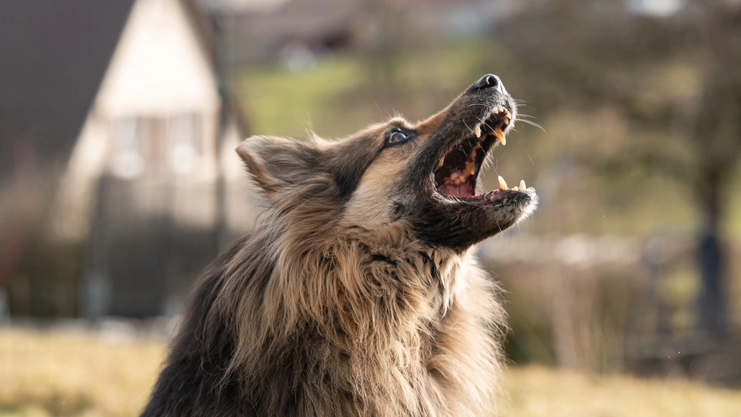 13 subtle signs your dog is protecting you