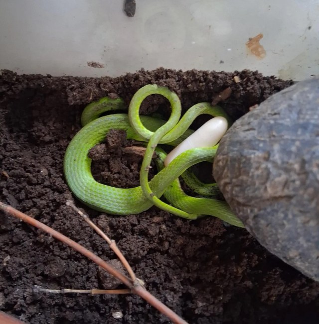 Pet owner finds unexpected egg in rough green snake enclosure, sparking ...