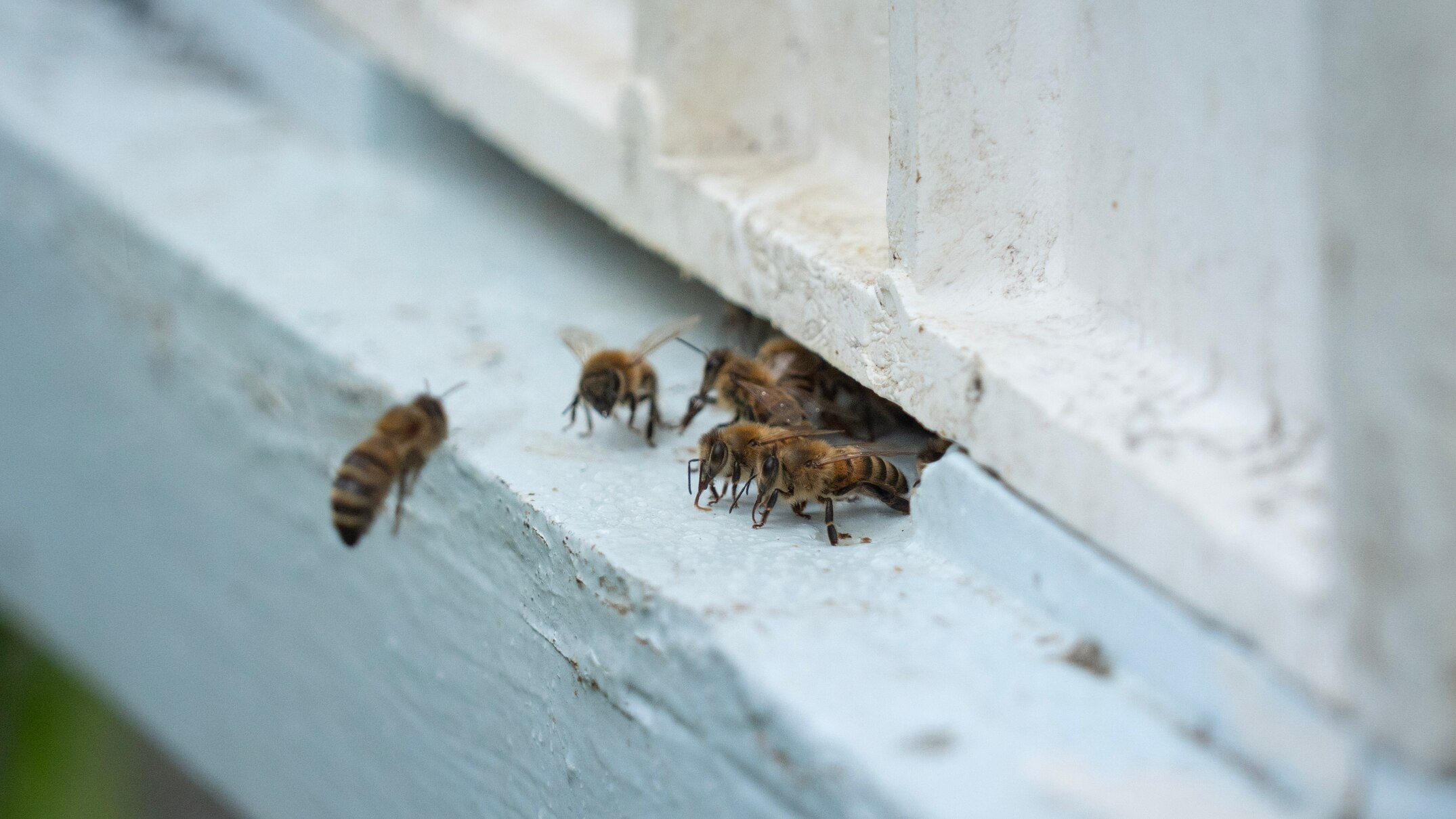 Queensland beekeepers paying thousands each month to fend off varroa ...