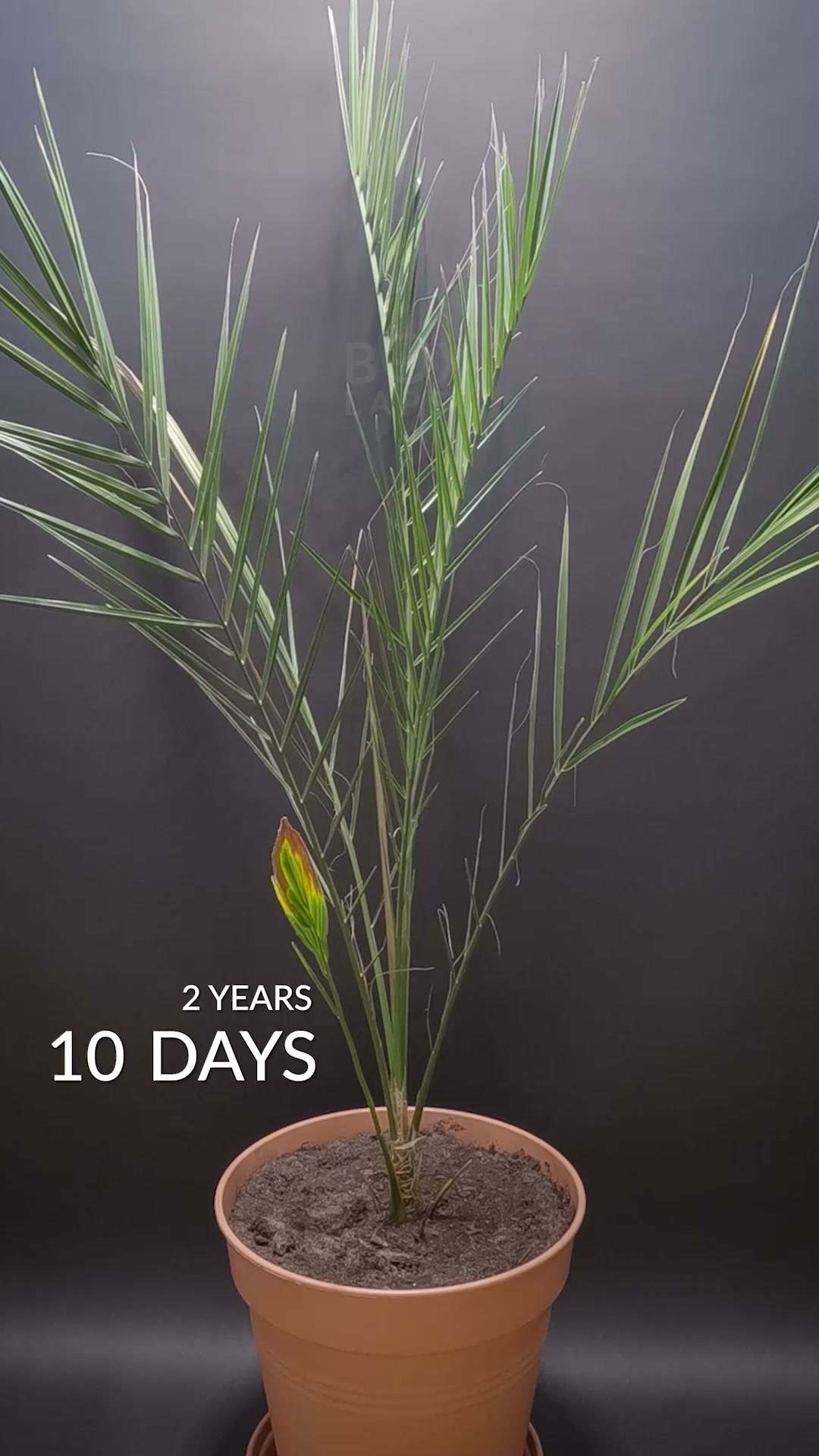 Ginger, kiwi, strawberry & date palm time-lapse