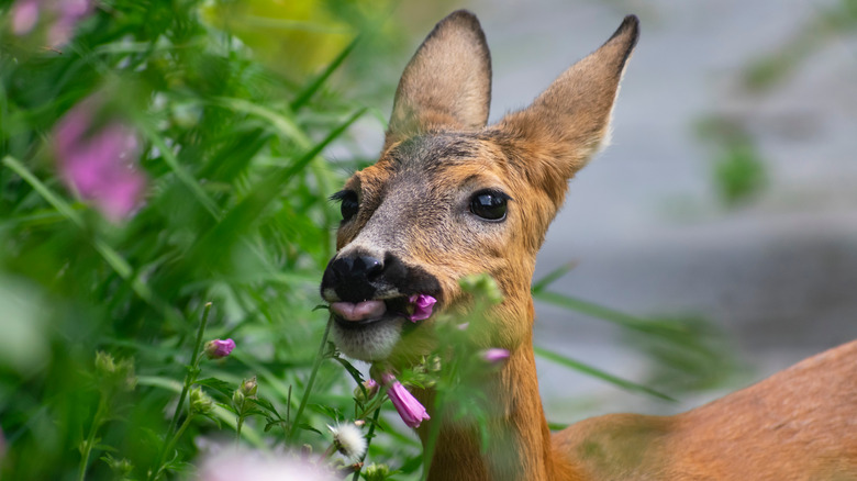 The best flowering plants for your garden that are deer-resistant