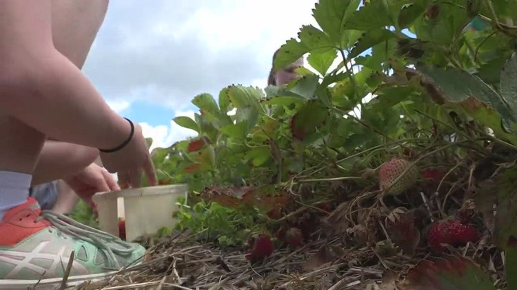 Krupp Farms gearing up for U-pick season with smaller, sweeter ...