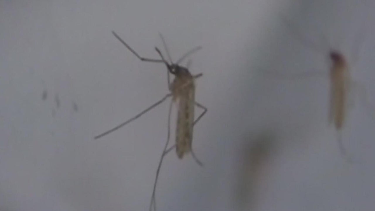 Google wants to fight mosquitoes with more mosquitoes