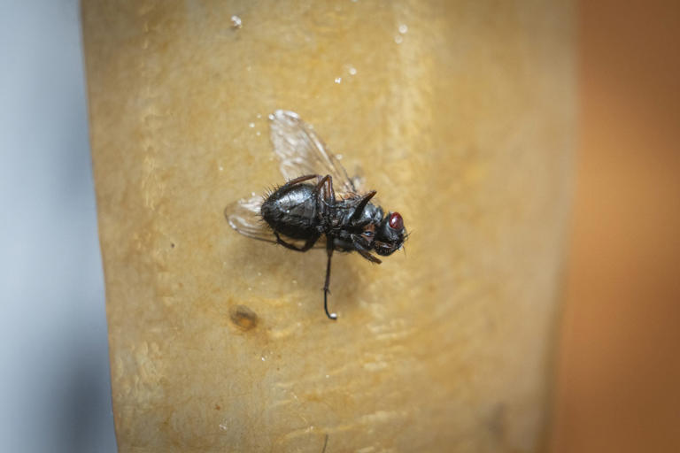 Summer pest problems? Here's how to spot and get rid of common ...