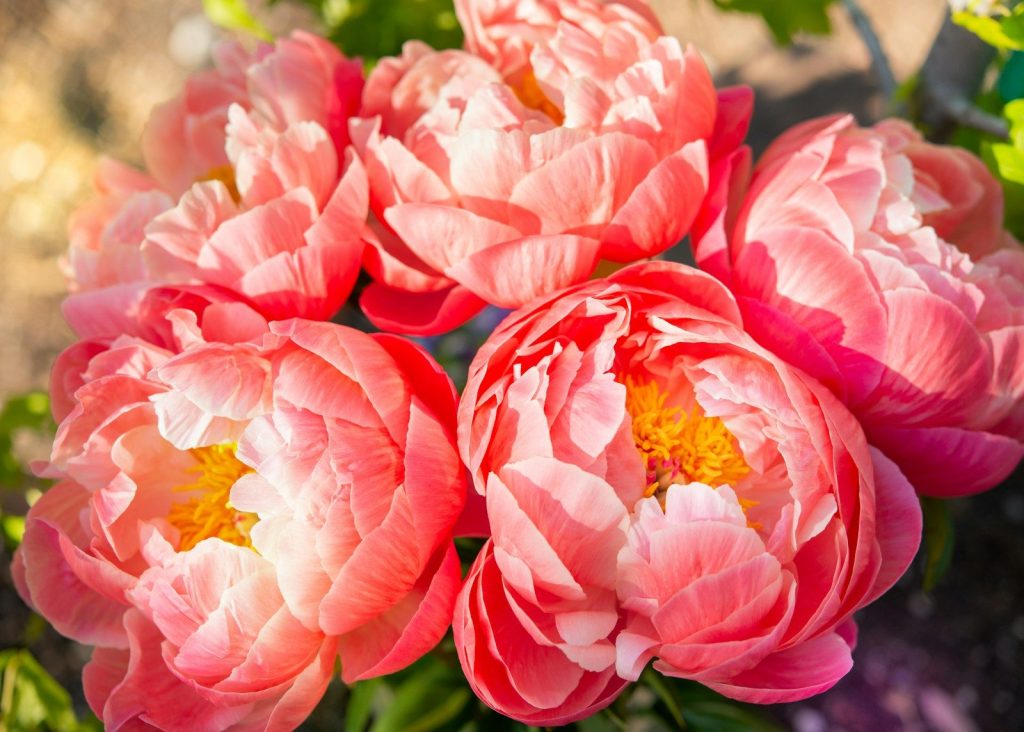 8 flowers that look difficult to grow but really aren’t
