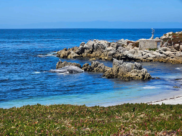 Photos: Dead whale prompts beach closure