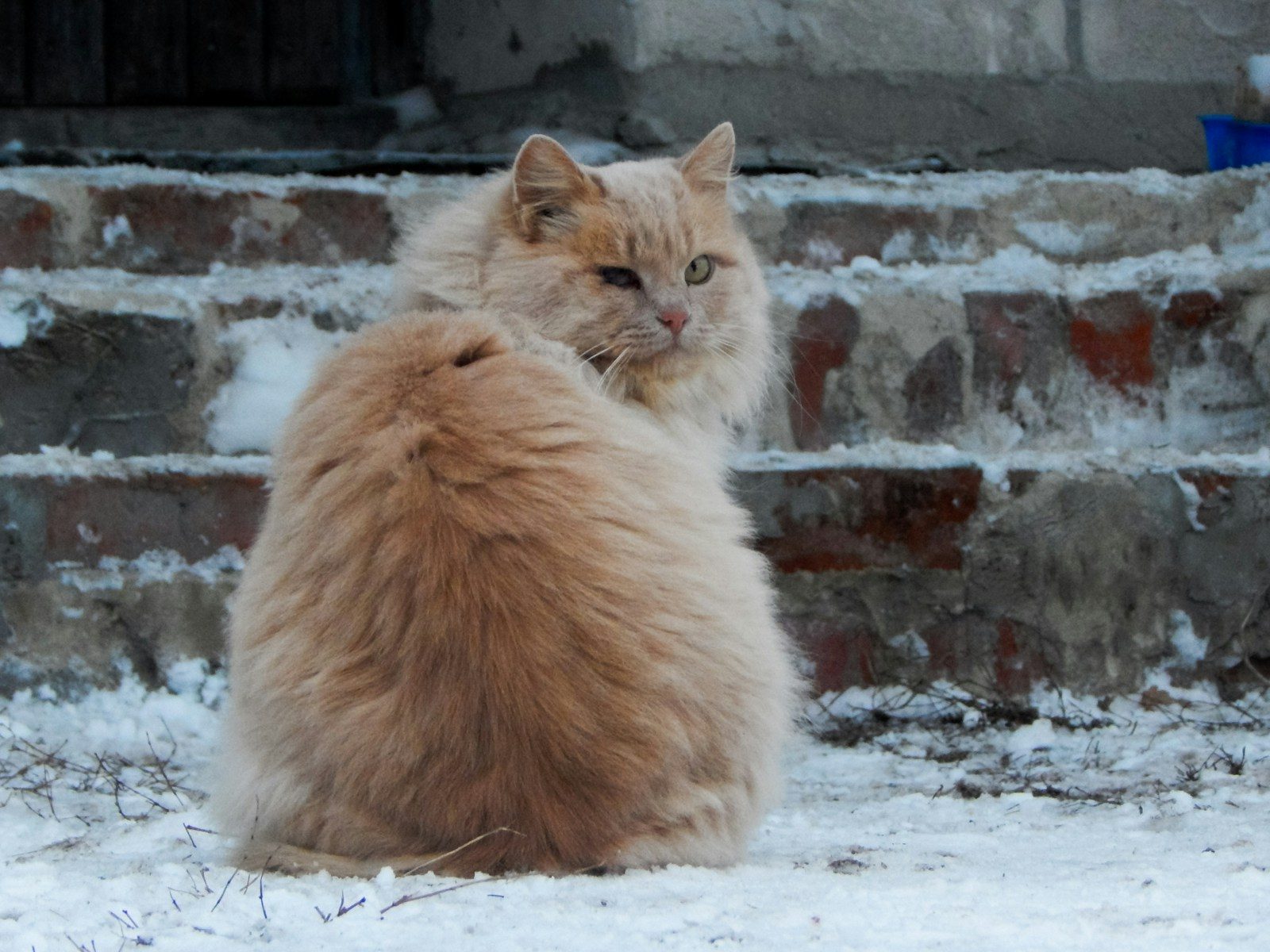 The quiet stray cat who waited patiently for a savior