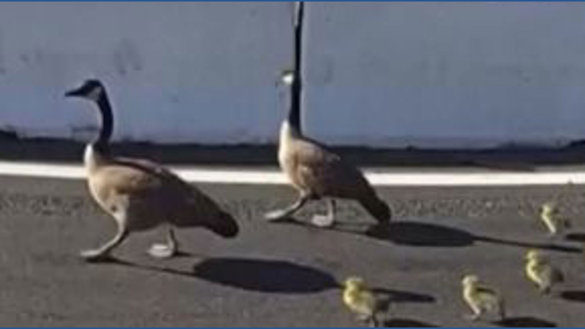 Family of geese get police escort off Maryland highway