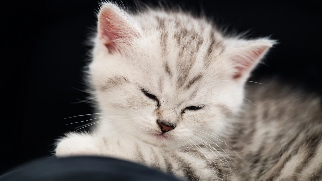 Why cats sleep beside their owners