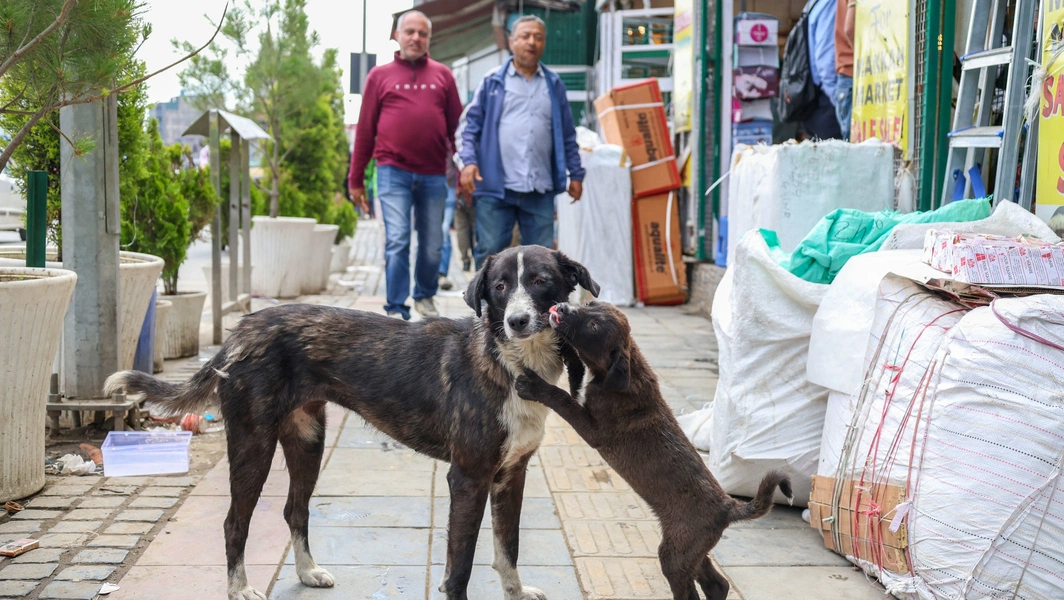 Signs and effects of dog neglect