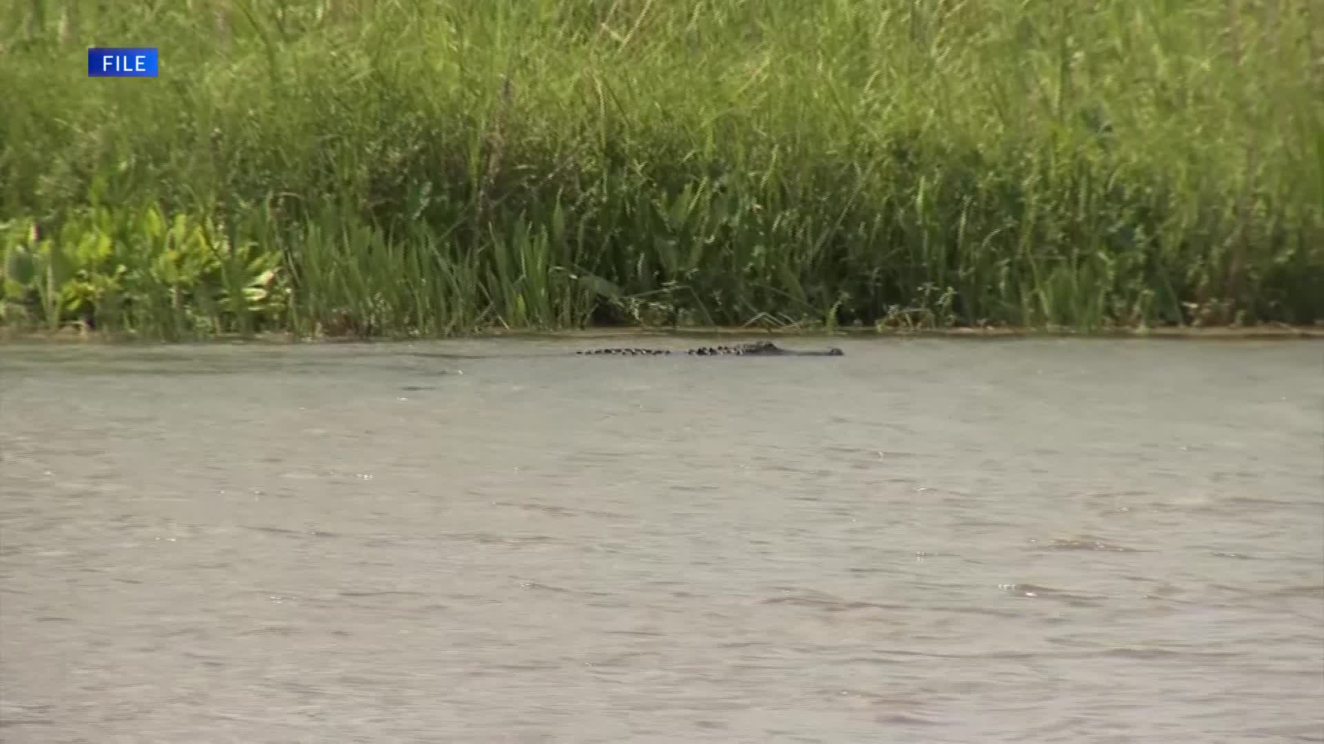 Registration opens for 2026 alligator hunting season in Alabama