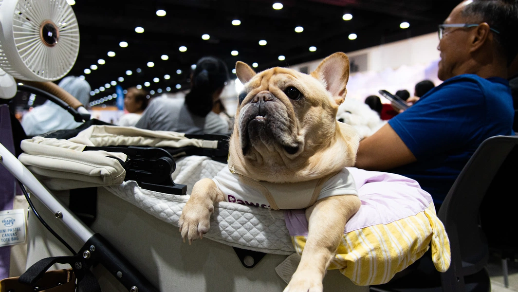 Recognizing subtle signs of stress in dogs