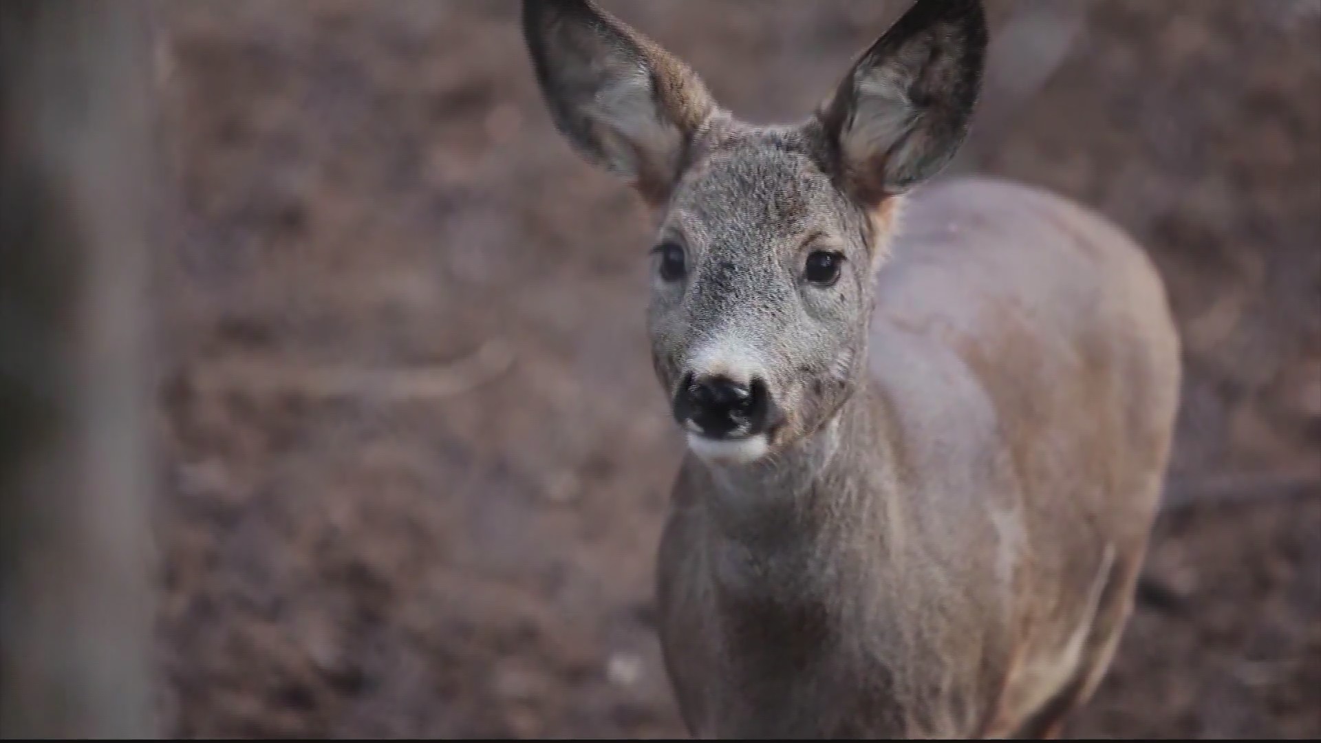 Deer gun season applications close tonight, Game and Fish