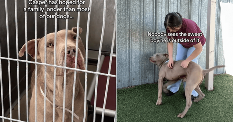 Shelter dog seen as 'scary' quietly stands in kennel, hoping someone ...