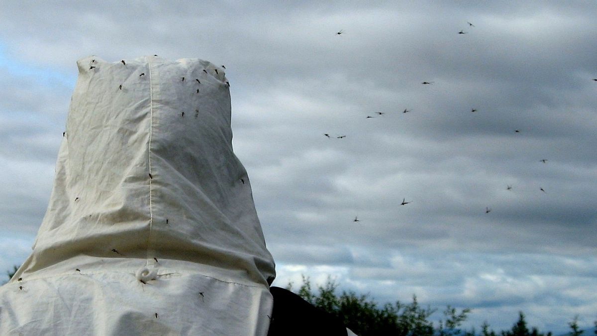 Will Google release millions of bacteria-infested mosquitoes into US ...