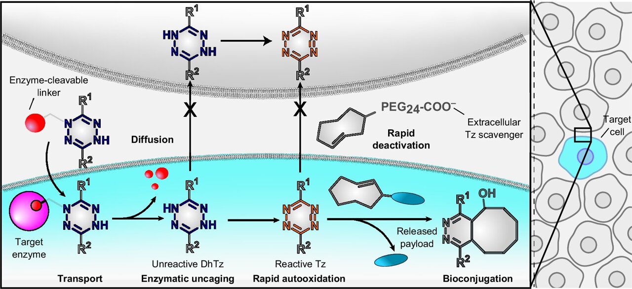 Programmable chemistry unlocks drugs only in target cells, aiming to ...