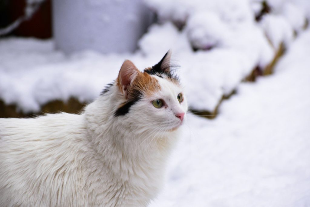 The quiet stray cat who waited patiently for a savior