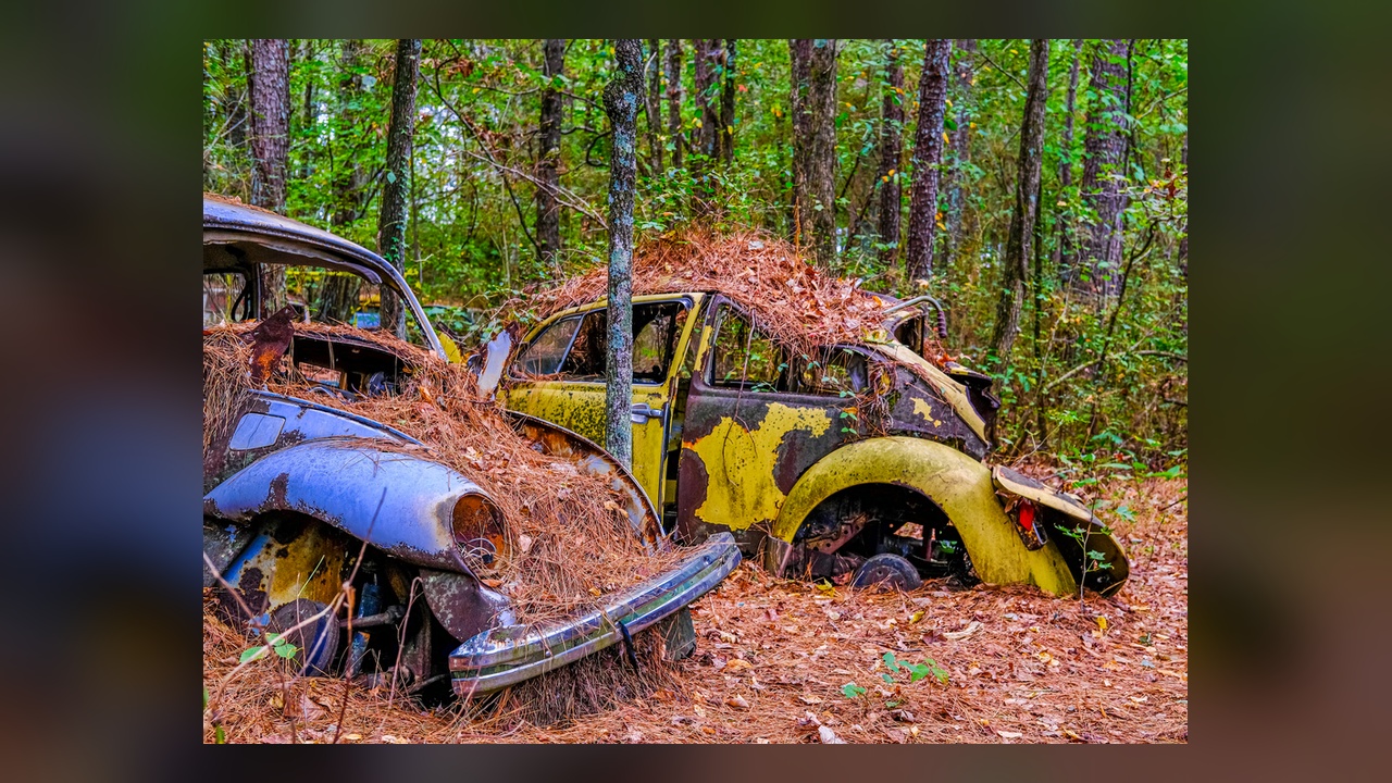 4,000 classic cars are slowly being swallowed by a Georgia pine forest