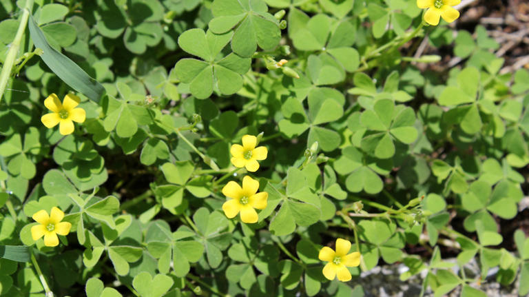 Don't fall for its beauty: The yellow flowering ground cover you don't ...