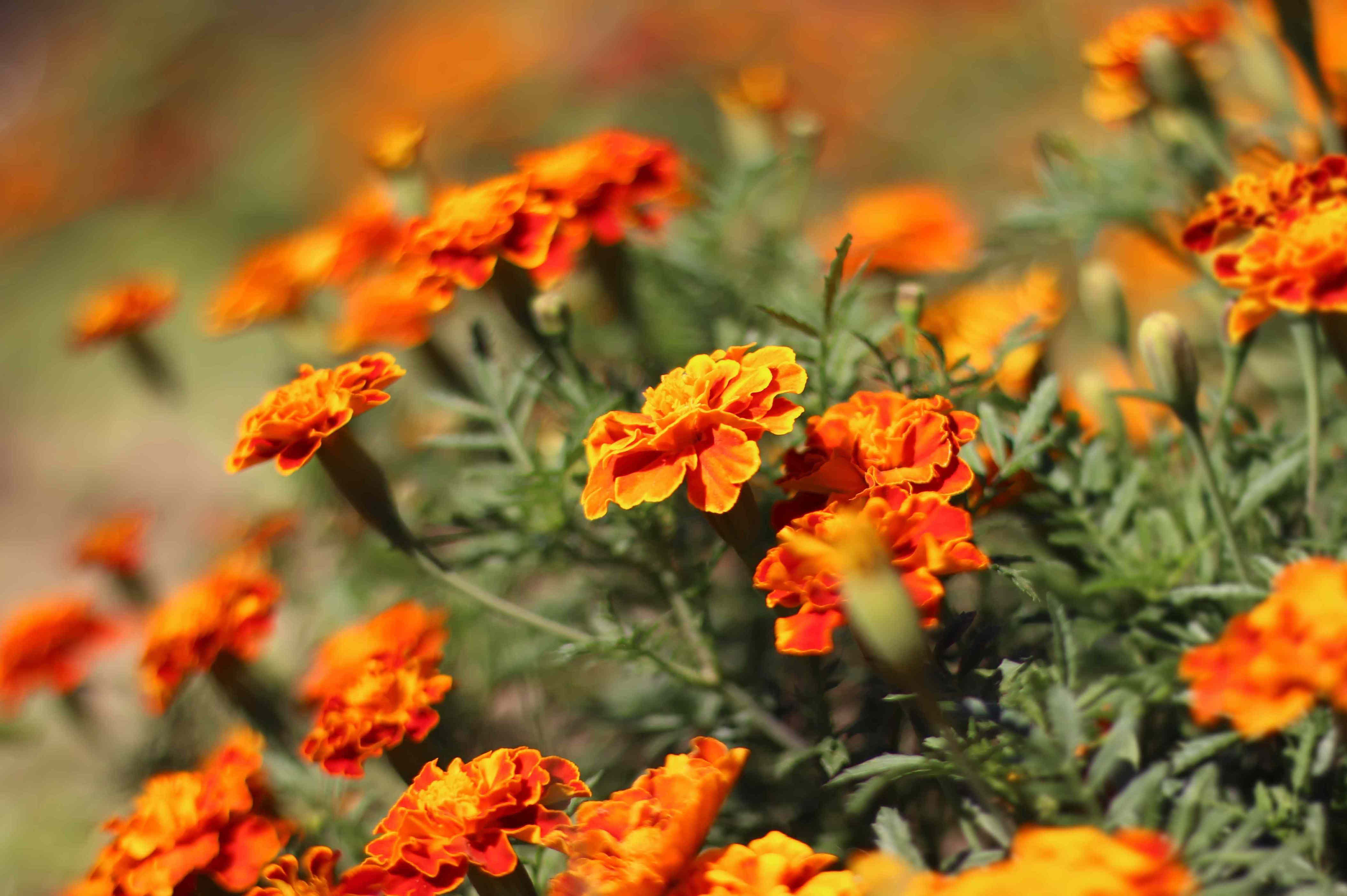 6 plants you should deadhead in June to keep them blooming all summer
