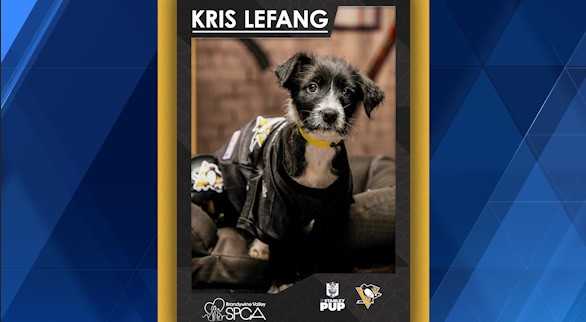 'Pup-tastic' puck drop: Rescue dog to represent Pittsburgh in NHL ...