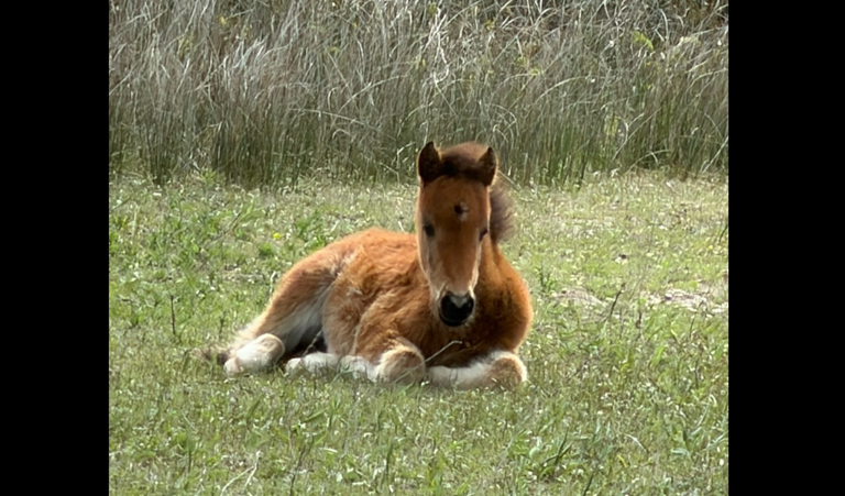 Three foals seen on remote NC island where food is growing scarce, park ...