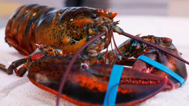 How to sous vide lobster tail