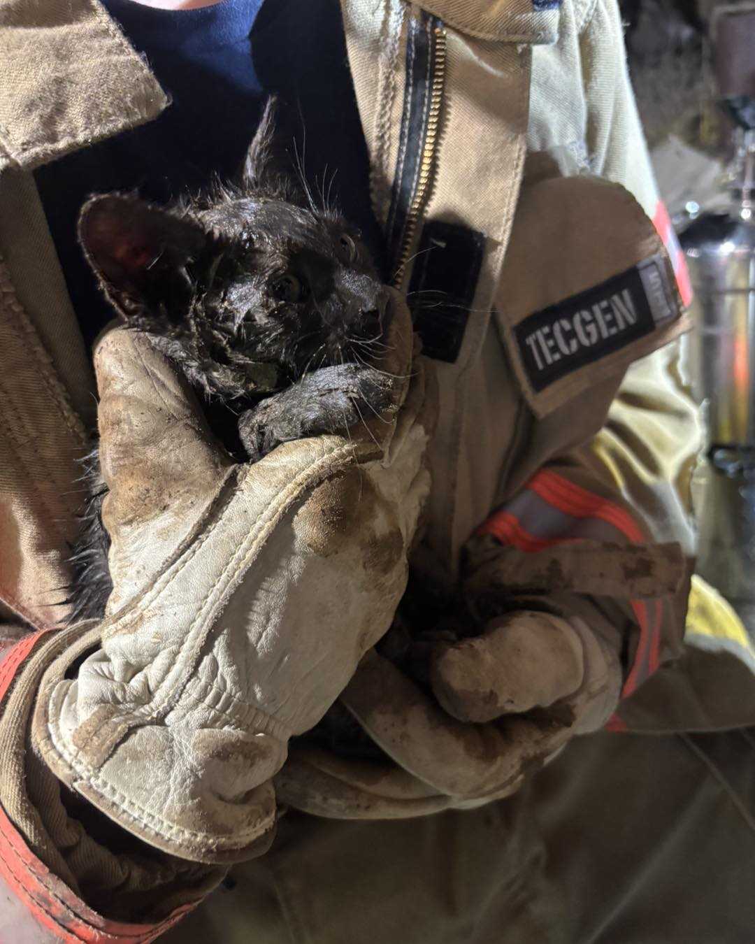 Cat rescued from pipe in San Juan County now needs a name after fire ...