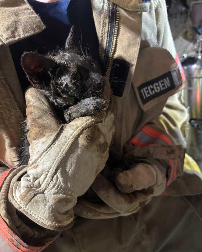 Cat rescued from pipe in San Juan County now needs a name after fire ...