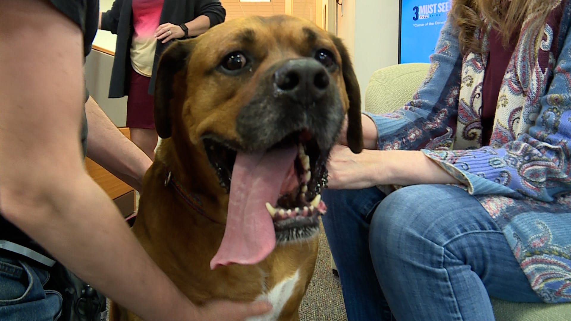 Meet Mack, our adoptable pet of the week