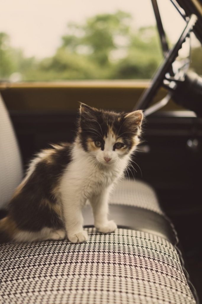 A woman discovers a stray kitten hiding in her car and instantly falls ...