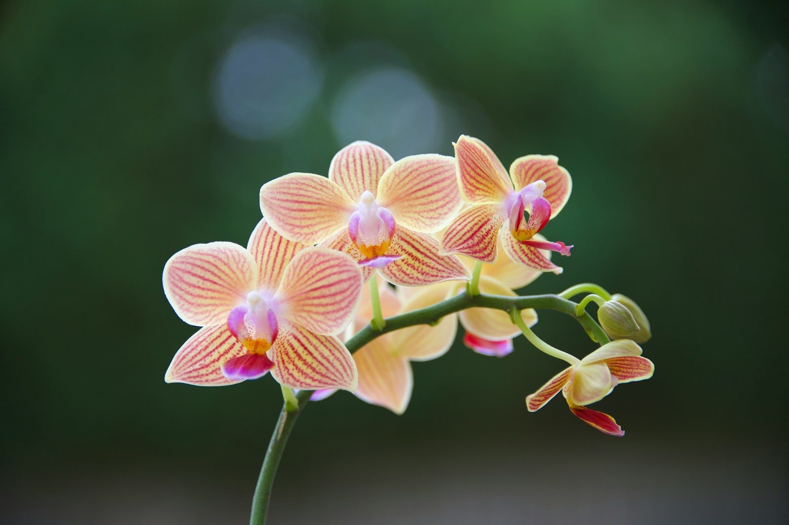 8 flowers that look difficult to grow but really aren’t