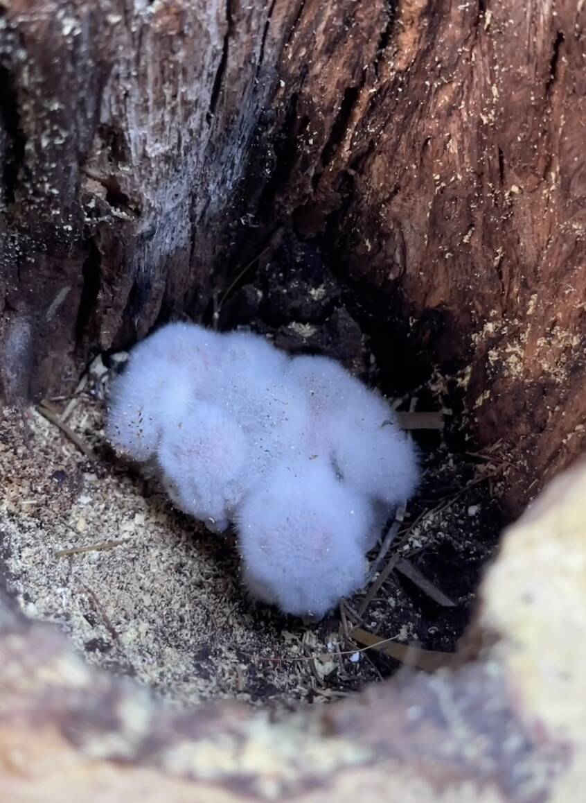 Workers cut down dead tree and find a pile of fuzzy babies in the stump
