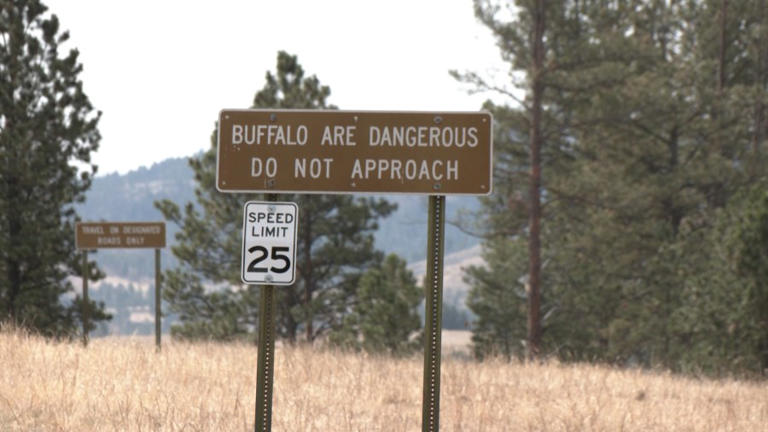 Custer State Park officials urge caution near bison