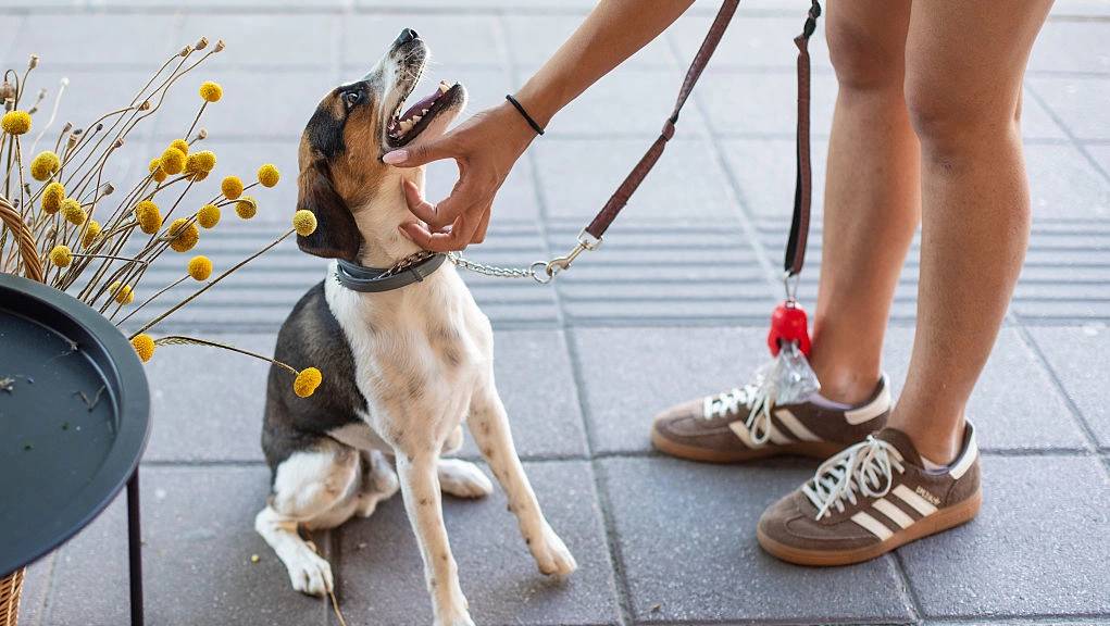 9 signs your dog thinks you're their favorite