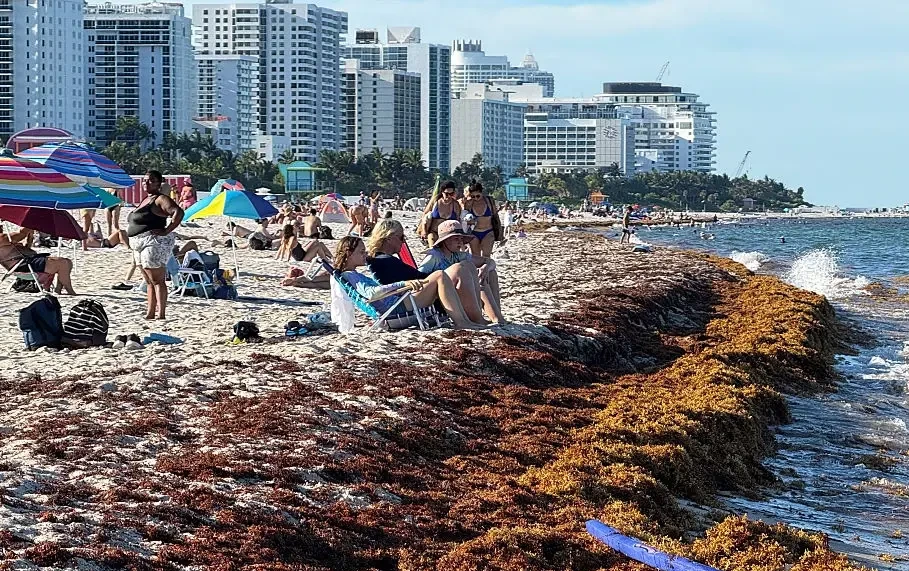 Record sargassum bloom spreads across Gulf and Caribbean shores