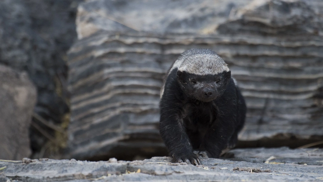 14 of the world’s most dangerous animals