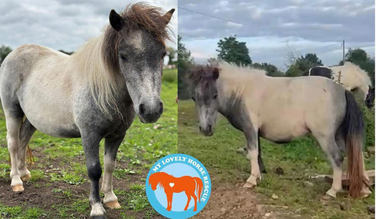 Animal rescue charity issues major appeal after horse stolen from premises