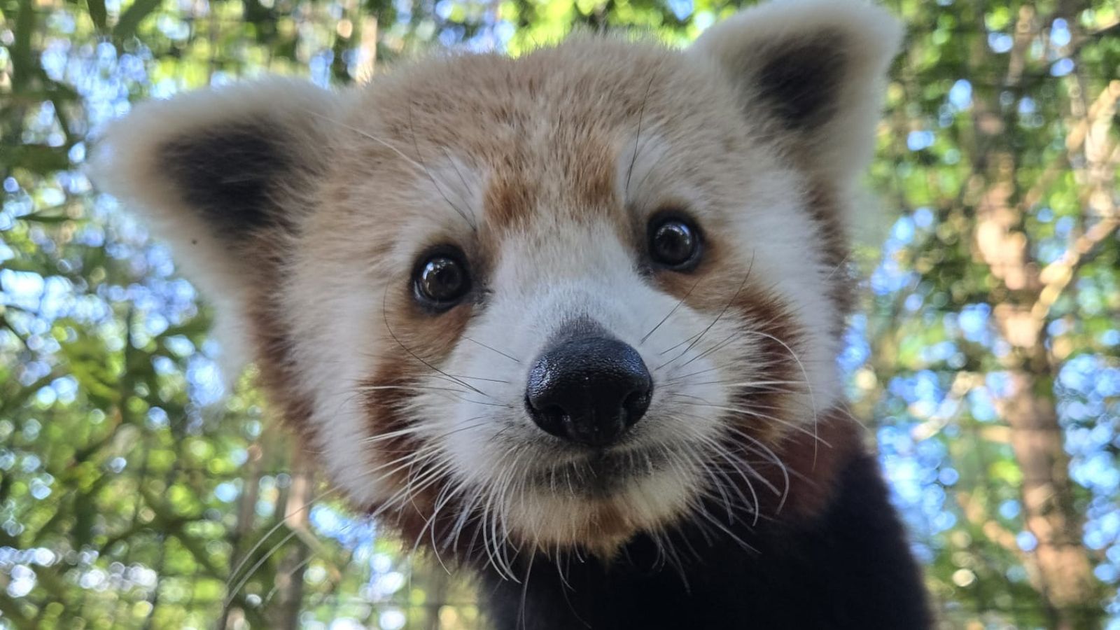 Wally ya está en Cape May: conoce al nuevo panda rojo del zoológico