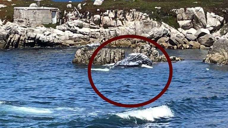 Predator concerns close Lovers Point Beach after dead whale found offshore