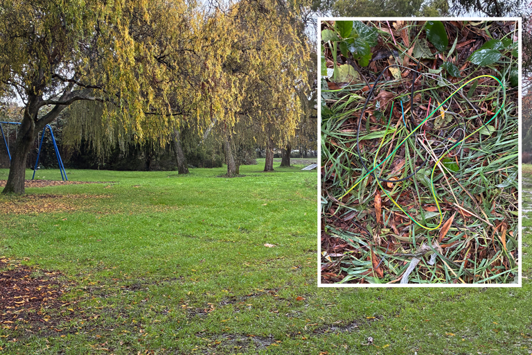 20kg illicit find in blackberry bush exposes tradie issue pushing up ...