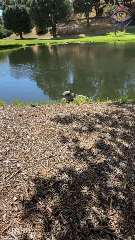 Turtle yoga in session