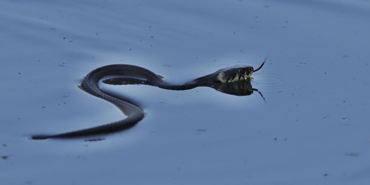 « C'était effrayant » : des serpents s'invitent dans une rivière en ...