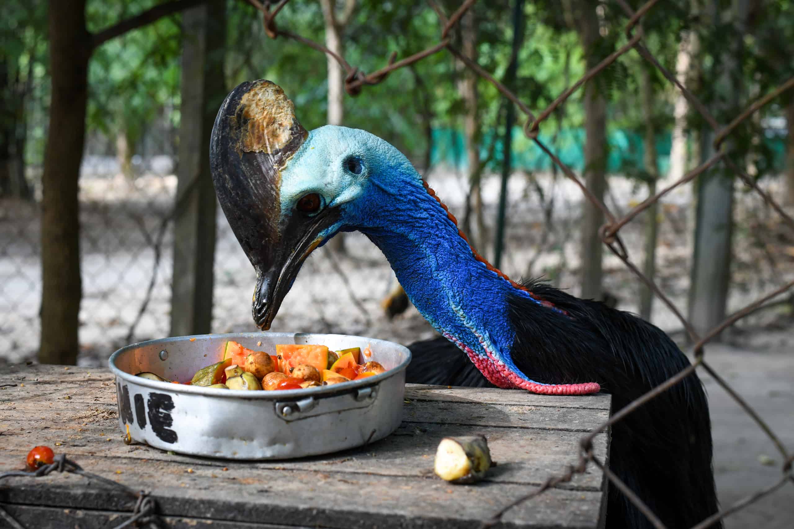 10 terrifying animals you never want to encounter in the wild