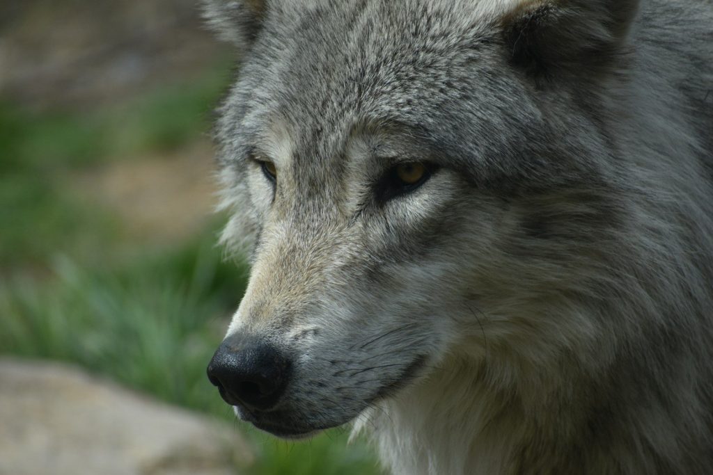 How scientists are using AI to understand Yellowstone’s wolves