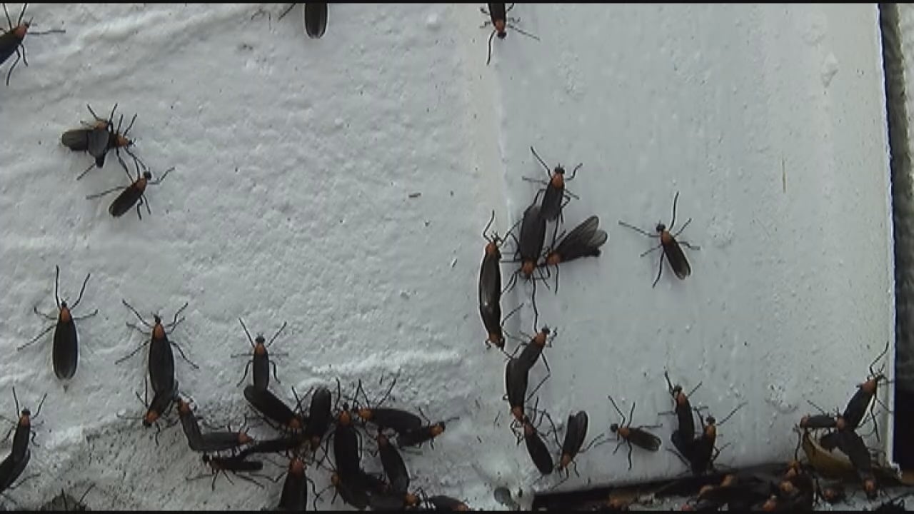 Love bugs - Why they came out in such full force