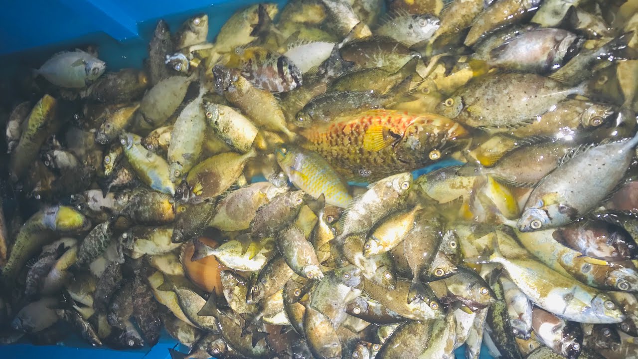 Huge danggit catch during night spearfishing 🎣