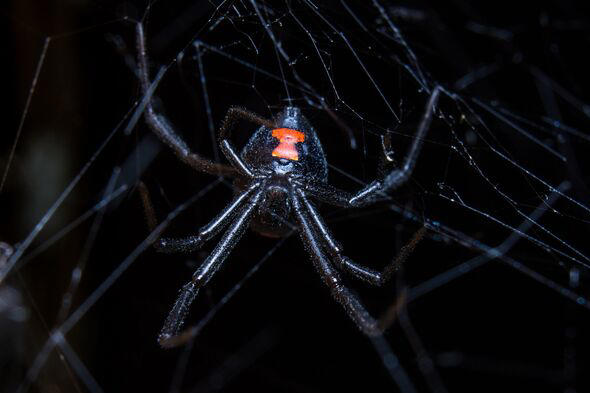 Warning as 'most dangerous' UK spider invades homes this week