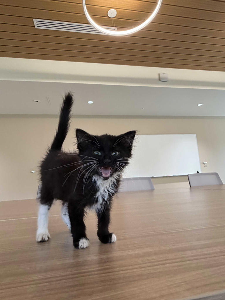 Orlando Pet Alliance opens new meeting space with adoptable pet cuddle time